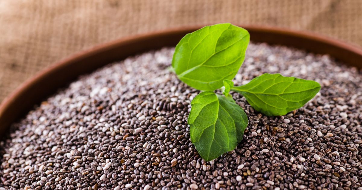 Chia semínka: Účinky a dávkování | Ochutnej Ořech