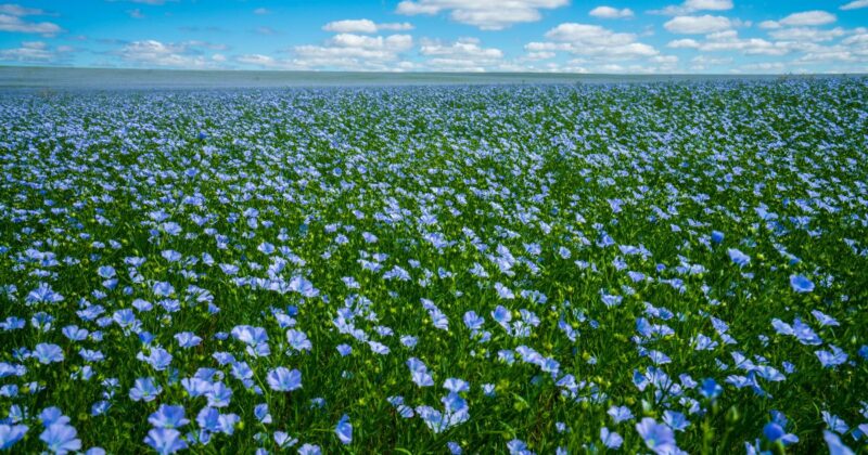 Lněné semínko: průvodcem světa semínek | Ochutnej Ořech