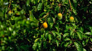 Mango: vše, co o něm potřebujete vědět | Ochutnej Ořech