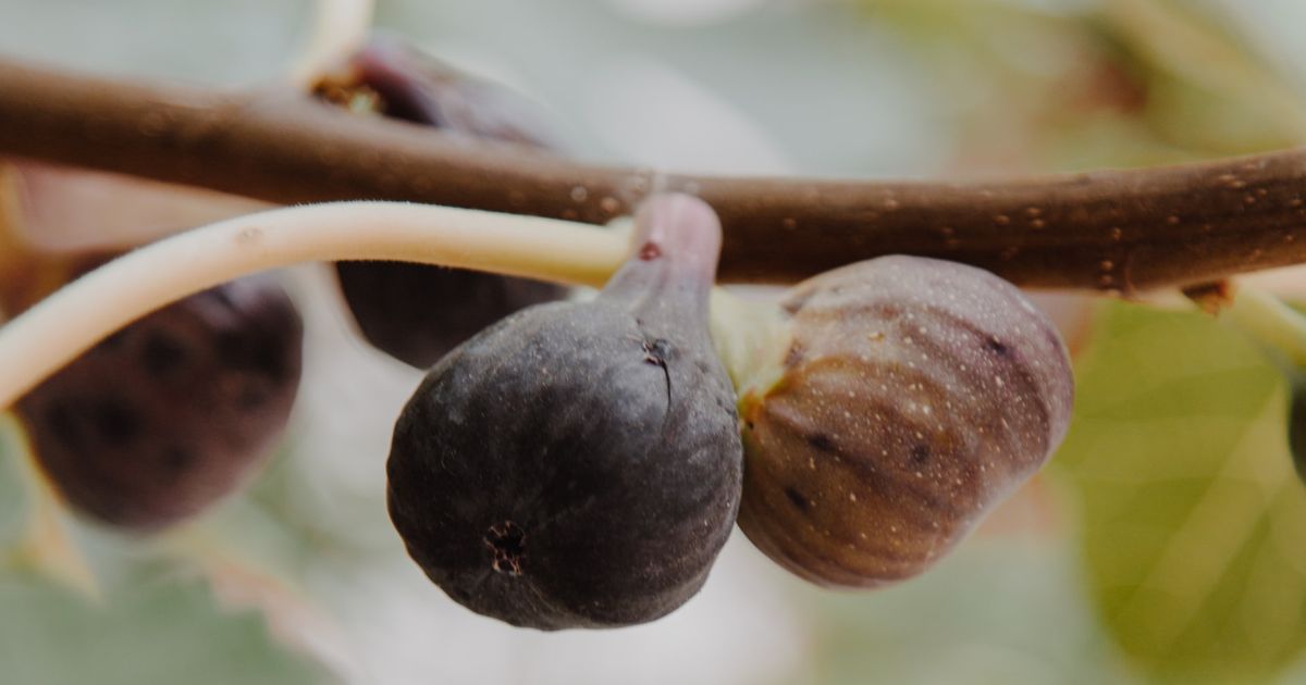 Fíky: vše, co o nich potřebujete vědět | Ochutnej Ořech