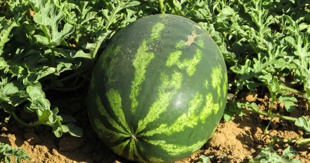 Meloun – jak vybrat nejlepší meloun?