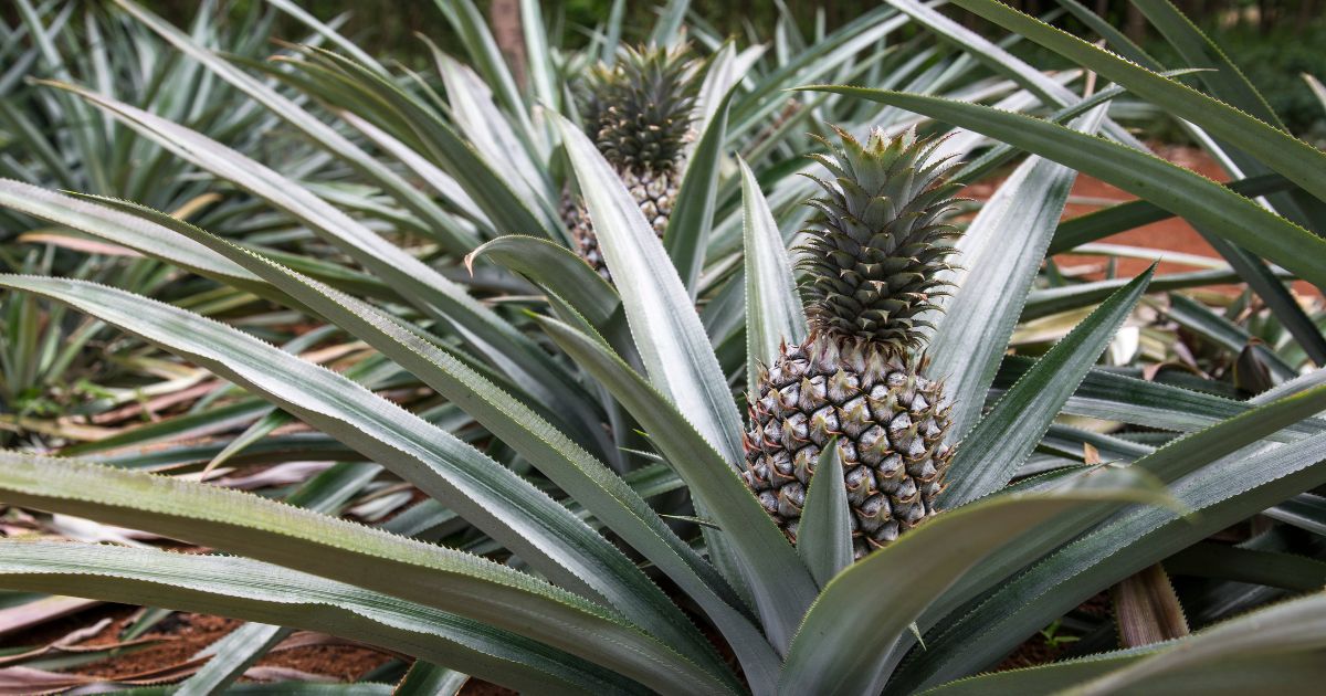 Ananas: Jak se pěstuje a jak poznat, že je zralý?