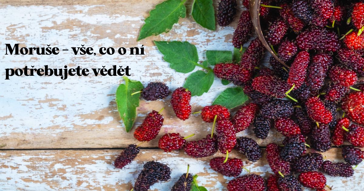 Moruše – vše, co o ní potřebujete vědět